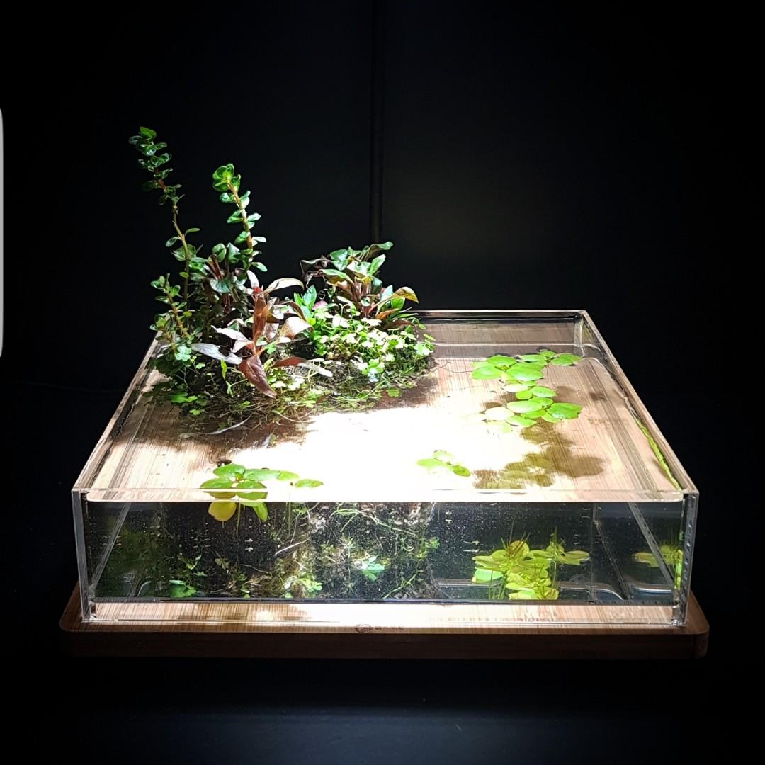 Custom Diamond Polished "Tak ADA" Wabi-Kusa / Ikebana Shallow Tank, Pet ...
