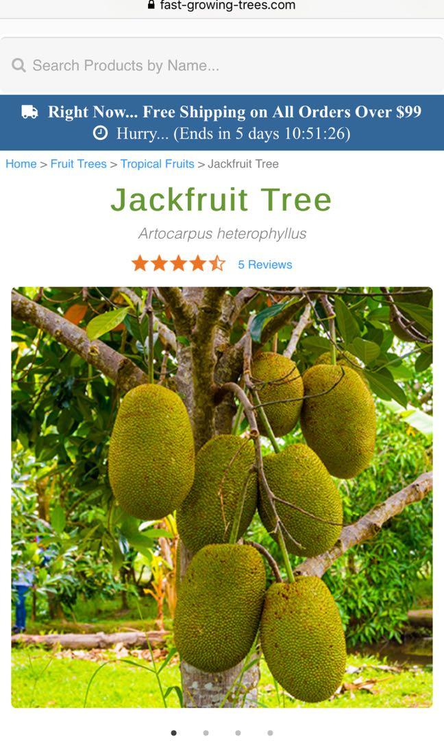 Jackfruit tree 4 feet tall $68, Furniture & Home Living, Gardening ...