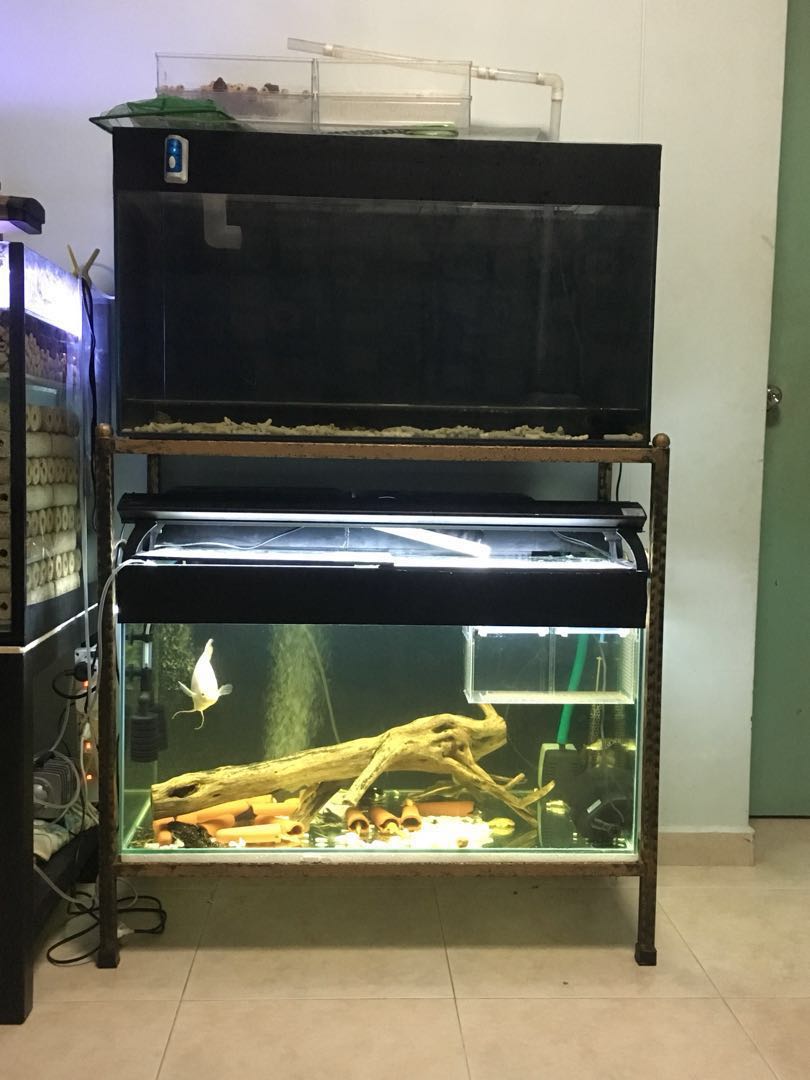 3ft tank, Pet Supplies, Homes & Other Pet Accessories on Carousell
