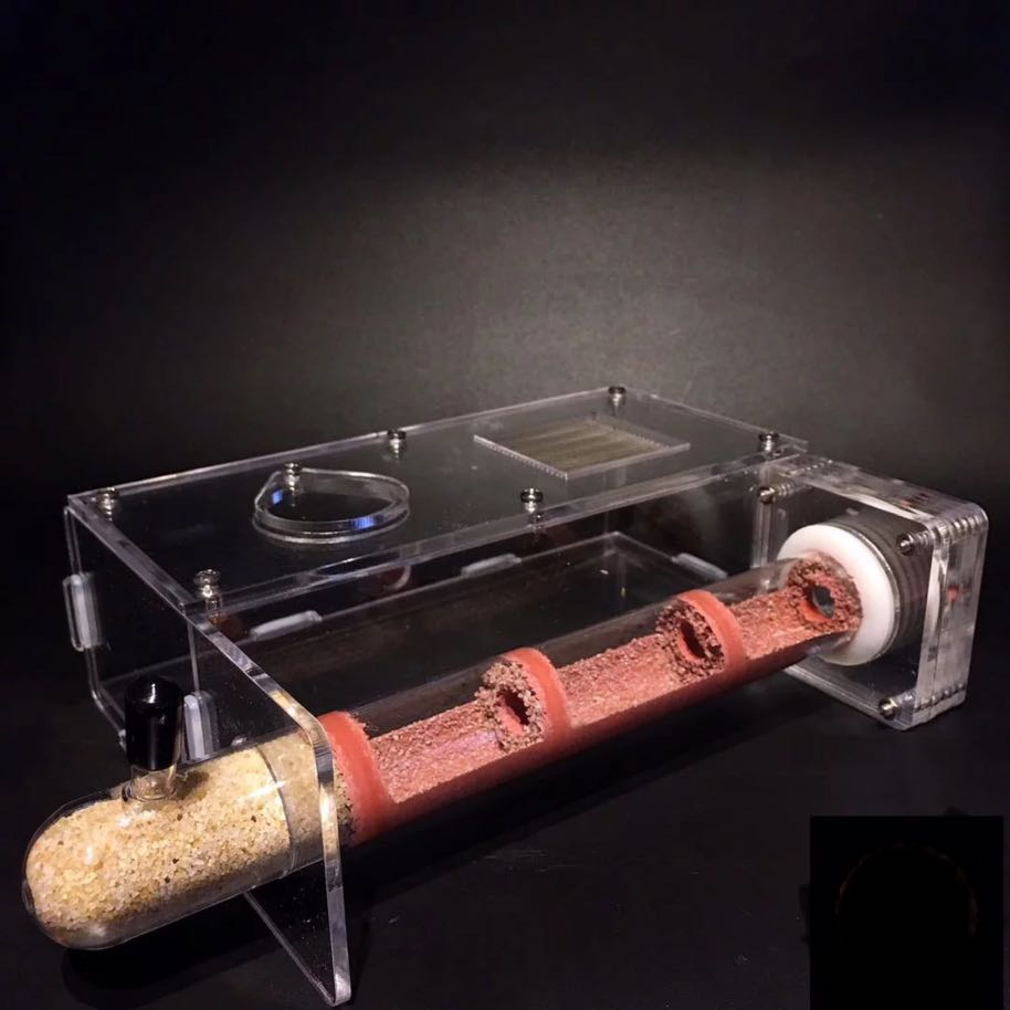 Ants Formi Ants house Ant tank, Pet Supplies, Homes & Other Pet ...