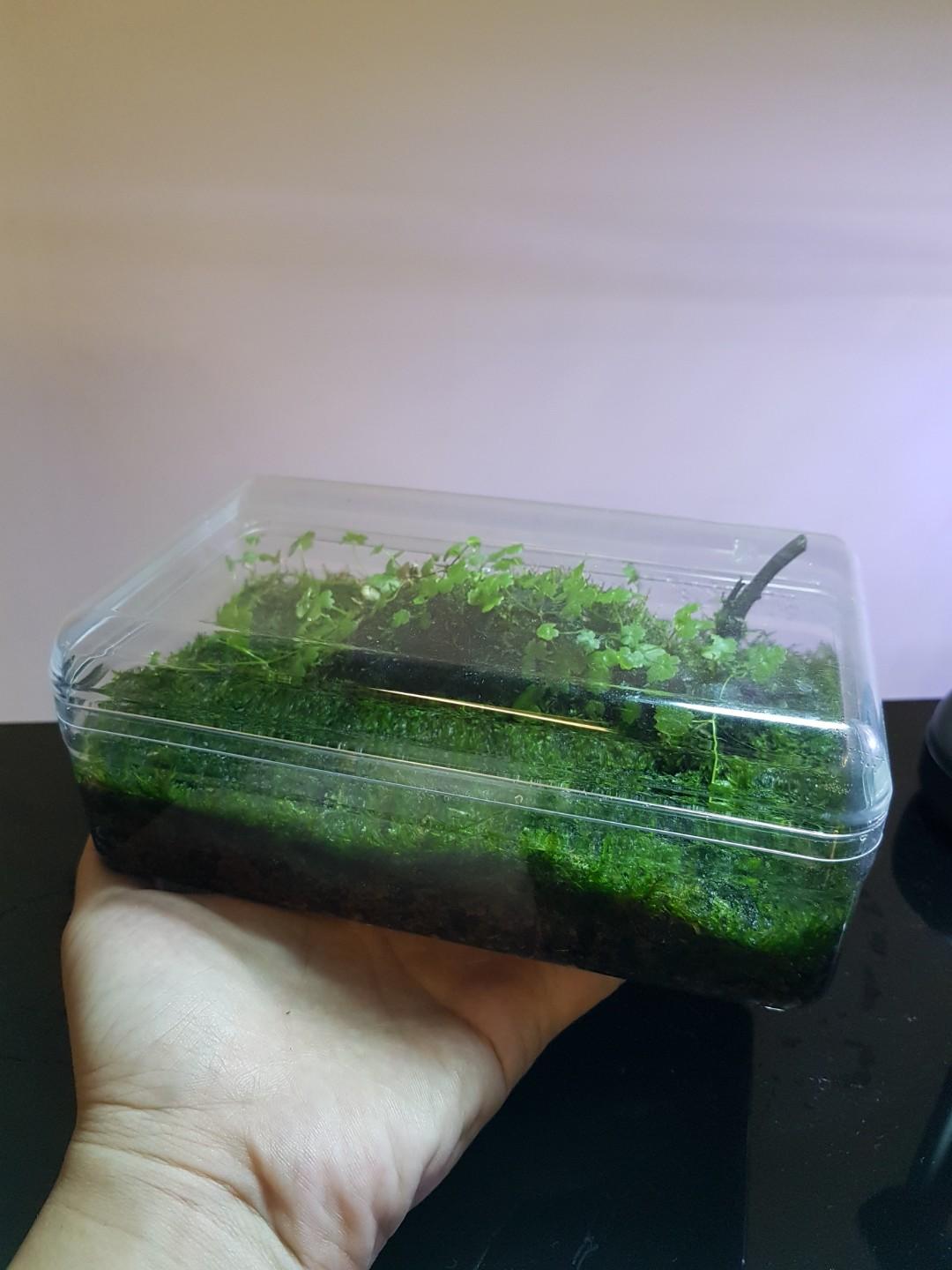 Moss terrarium, moss garden, mini indoor garden, Gardening, Plants on ...