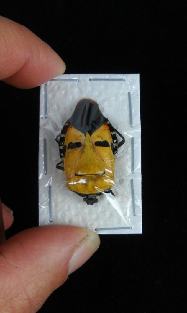 Real taxidermied Face Bug/ Elvis Presley Bug, Hobbies & Toys ...