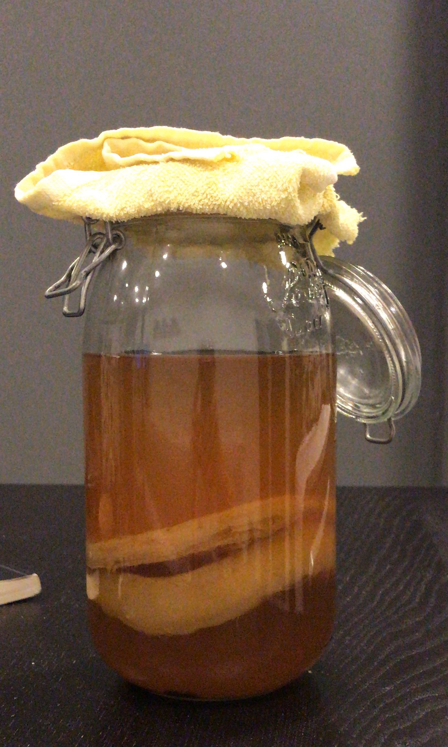 Kombucha Scoby, Food & Drinks, Beverages on Carousell