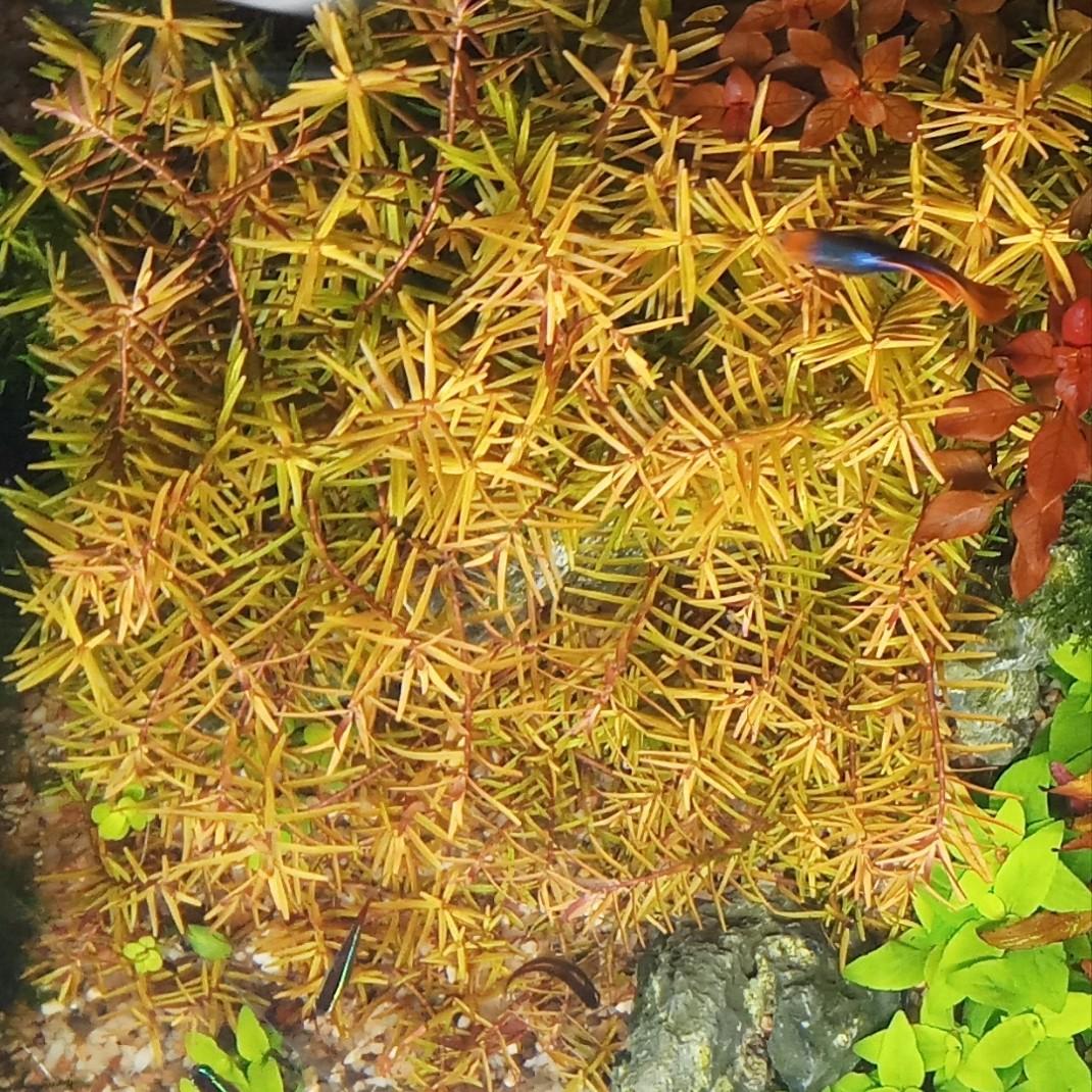 Rotala H'ra Stem Cuttings Aquarium Plants Genuine from 1.2.GROW Culture ...
