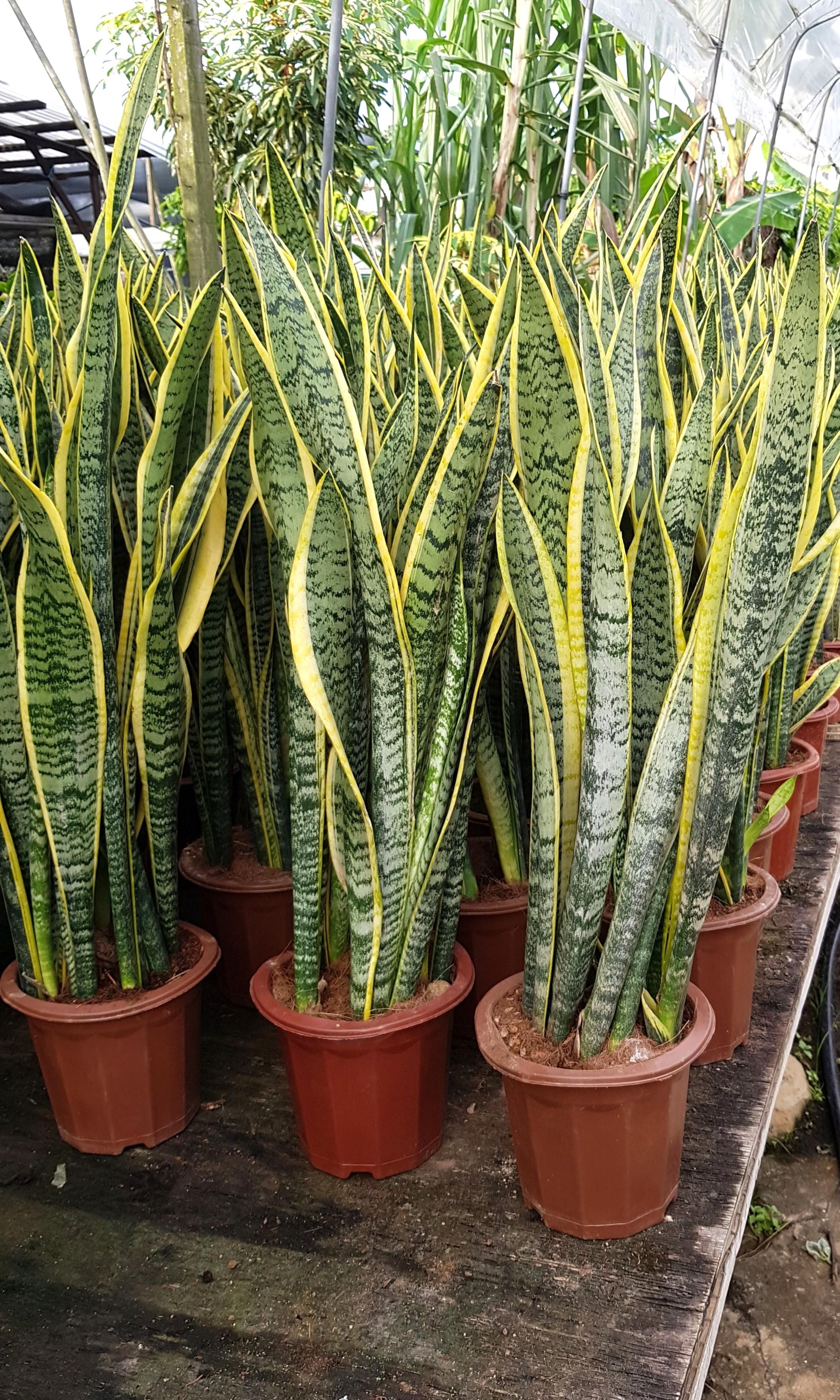 Sansevieria Trifasciata Laurentii Snake Plants In Pot My XXX Hot Girl