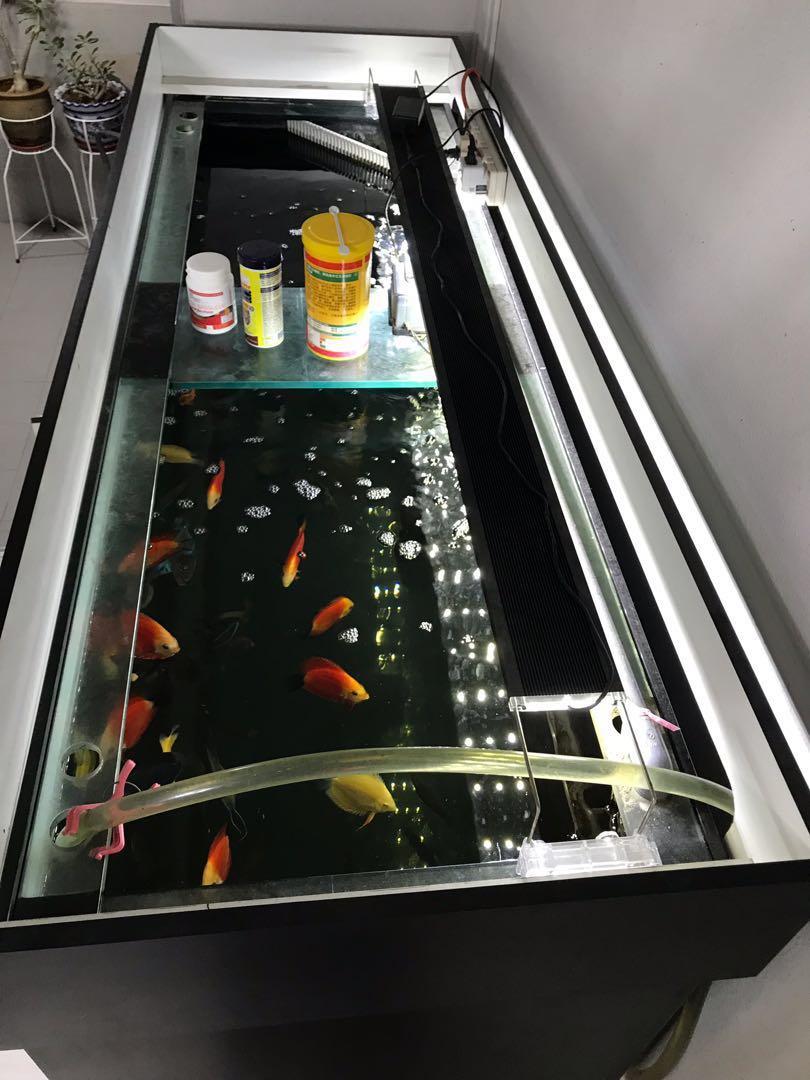 (Reserved) 6ft x 2ft x 2.5ft (height) fish tank, Pet Supplies, Homes ...