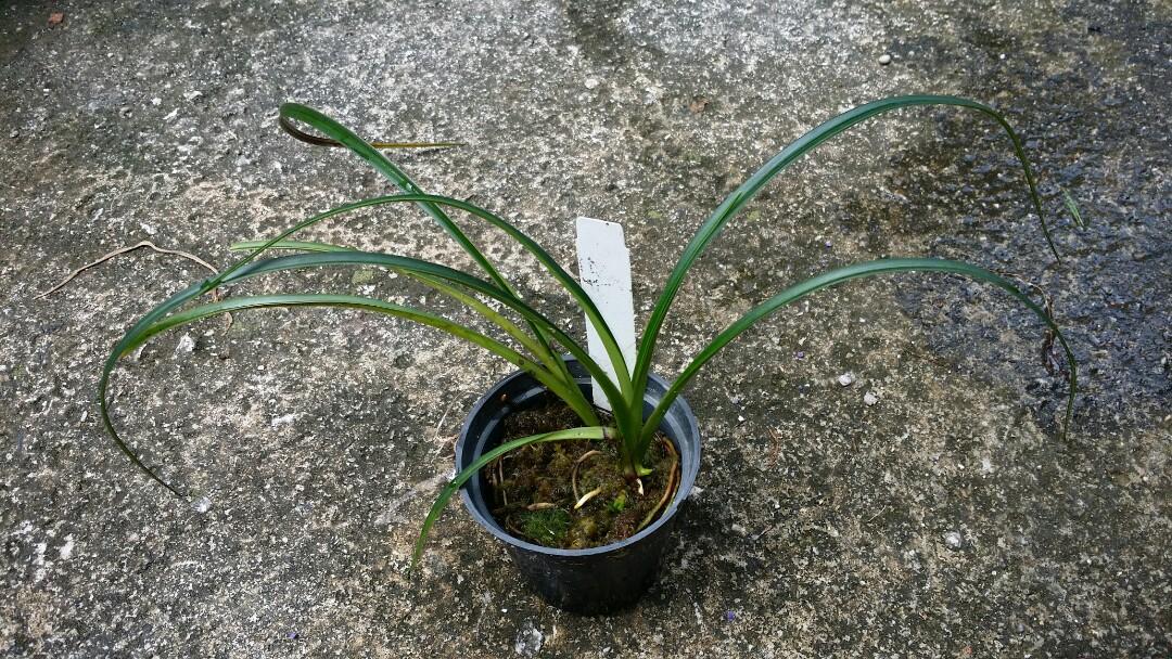 Phragmipedium pearcei, Furniture & Home Living, Gardening, Plants ...
