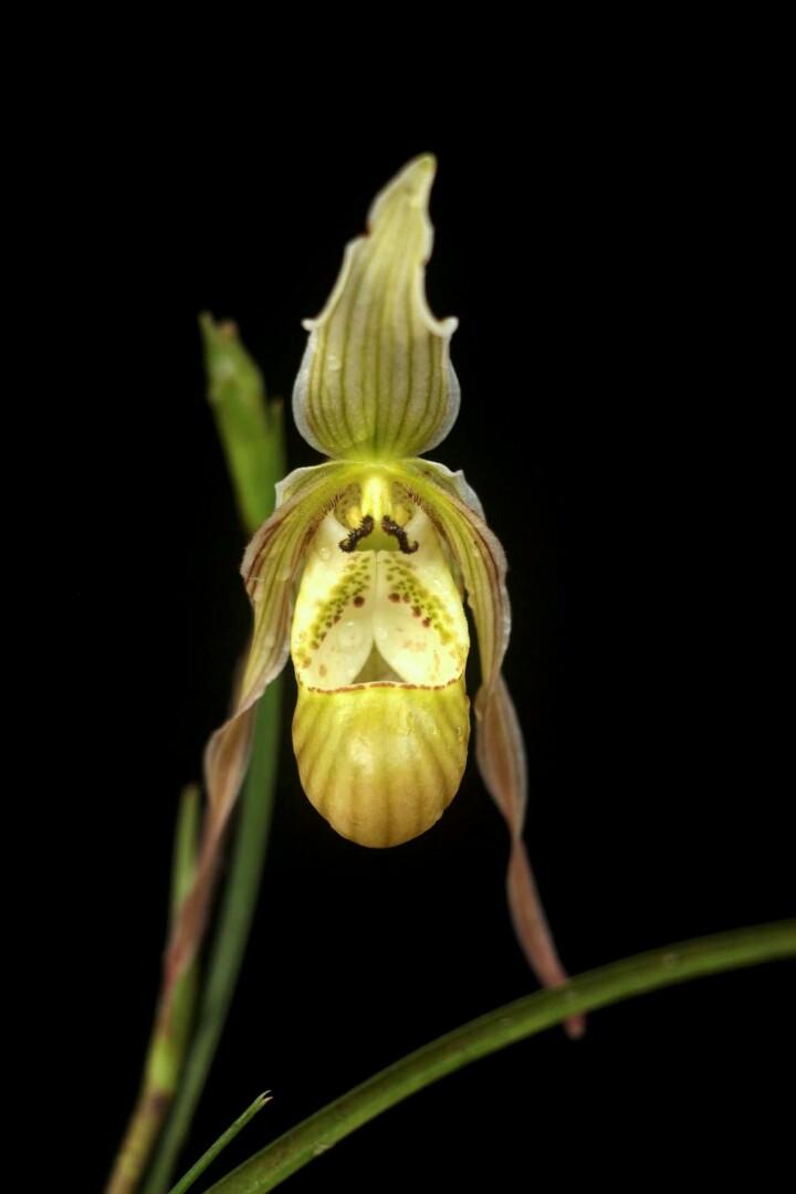 Phragmipedium pearcei, Furniture & Home Living, Gardening, Plants ...