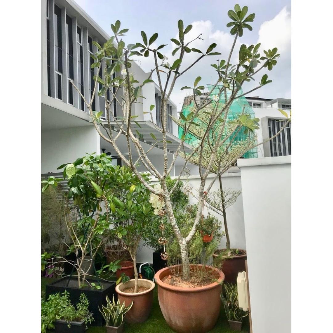Frangipani Tree in Ceramic Pot, Gardening, Plants on Carousell