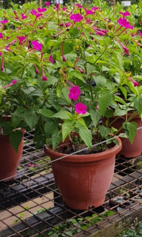 Plant - Mirabilis jalapa / the marvel of Peru , four o'clock flower ...