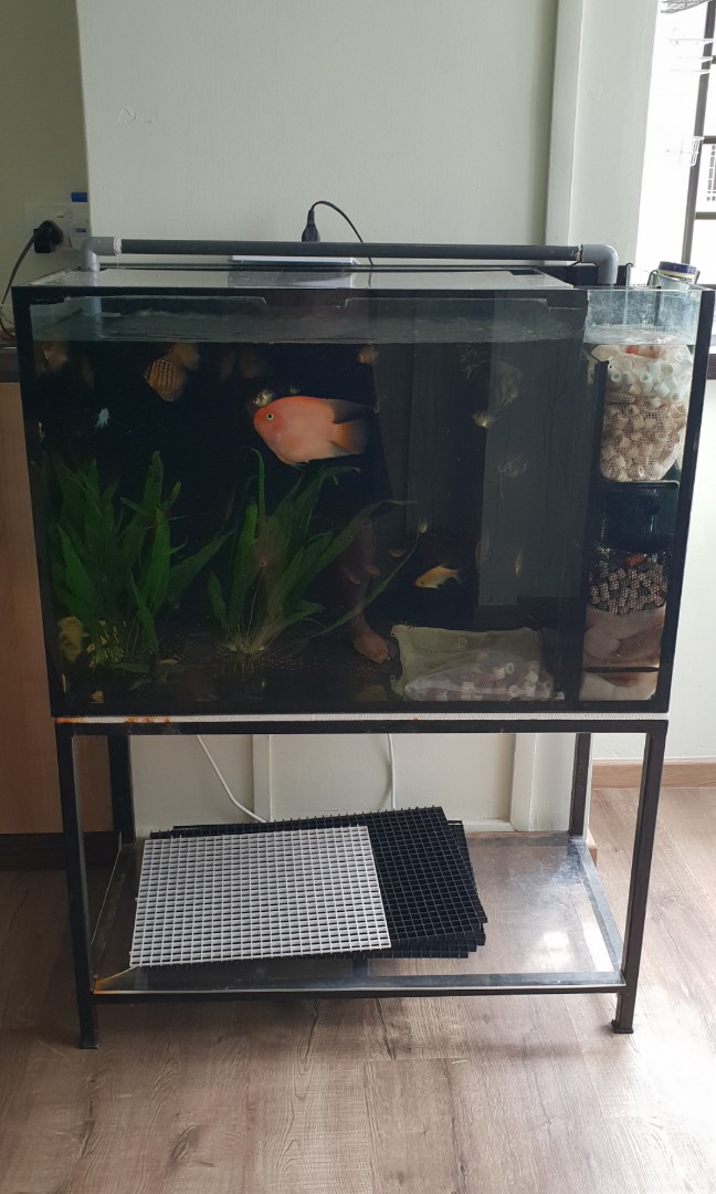 Foc fish tank with exchange 10 can of tiger beer, Pet Supplies, Homes ...