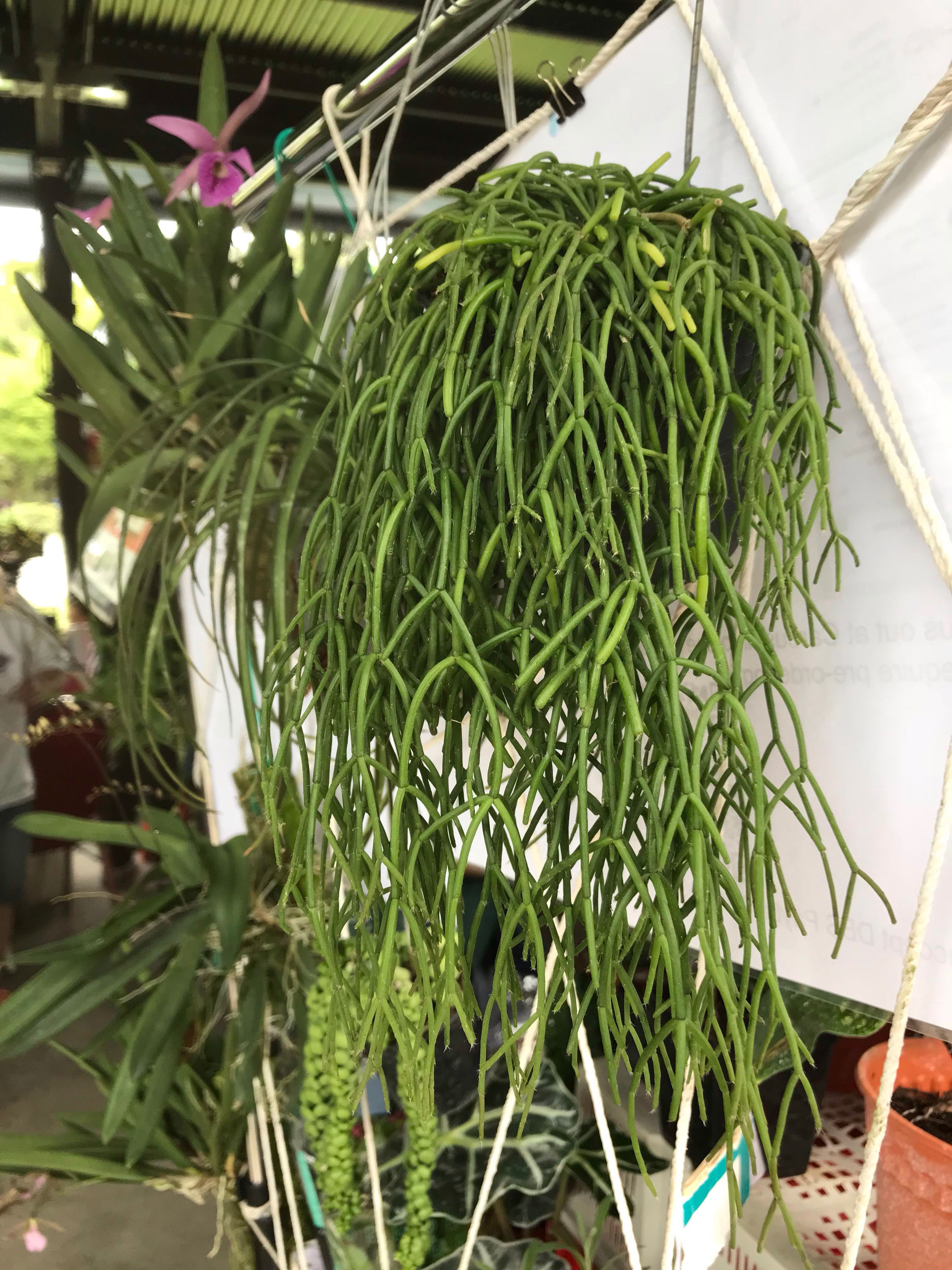 Mistletoe Cactus / Chain Cactus (Rhipsalis baccifera), Gardening ...