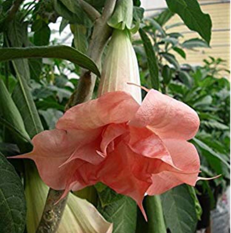 Pink Dwarf Datura Brugmansia Flower Seeds, Furniture & Home Living ...