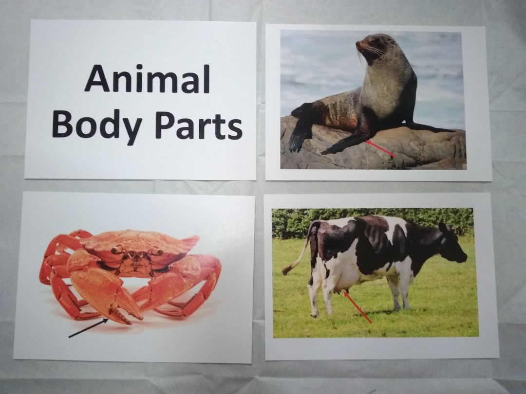 Animal body parts - Flashcards Glenn Doman and Shichida, Hobbies & Toys ...