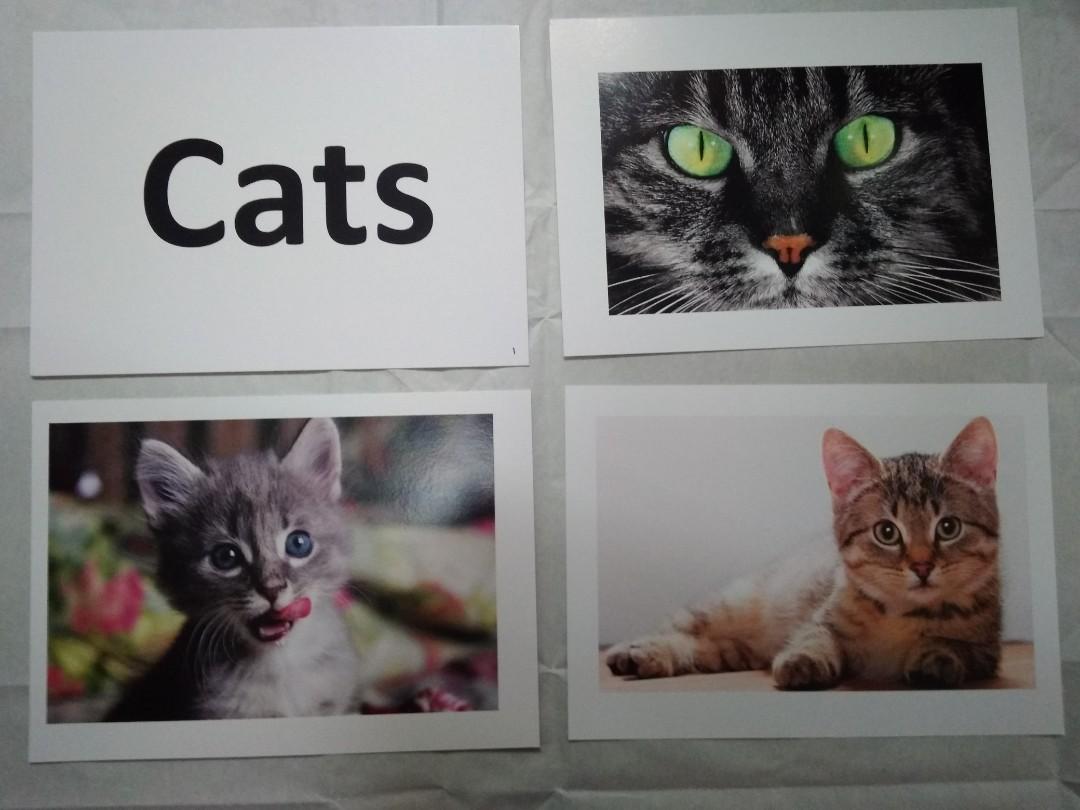 Cats Story Flashcards - Glenn Doman and Shichida, Hobbies & Toys, Books ...