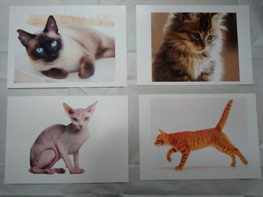 Cats Story Flashcards - Glenn Doman and Shichida, Hobbies & Toys, Books ...