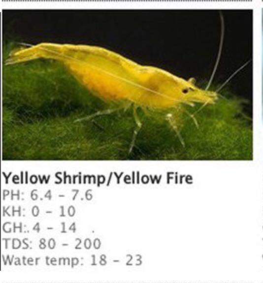 Rili shrimp / yellow shrimp, Pet Supplies, Pet Food on Carousell