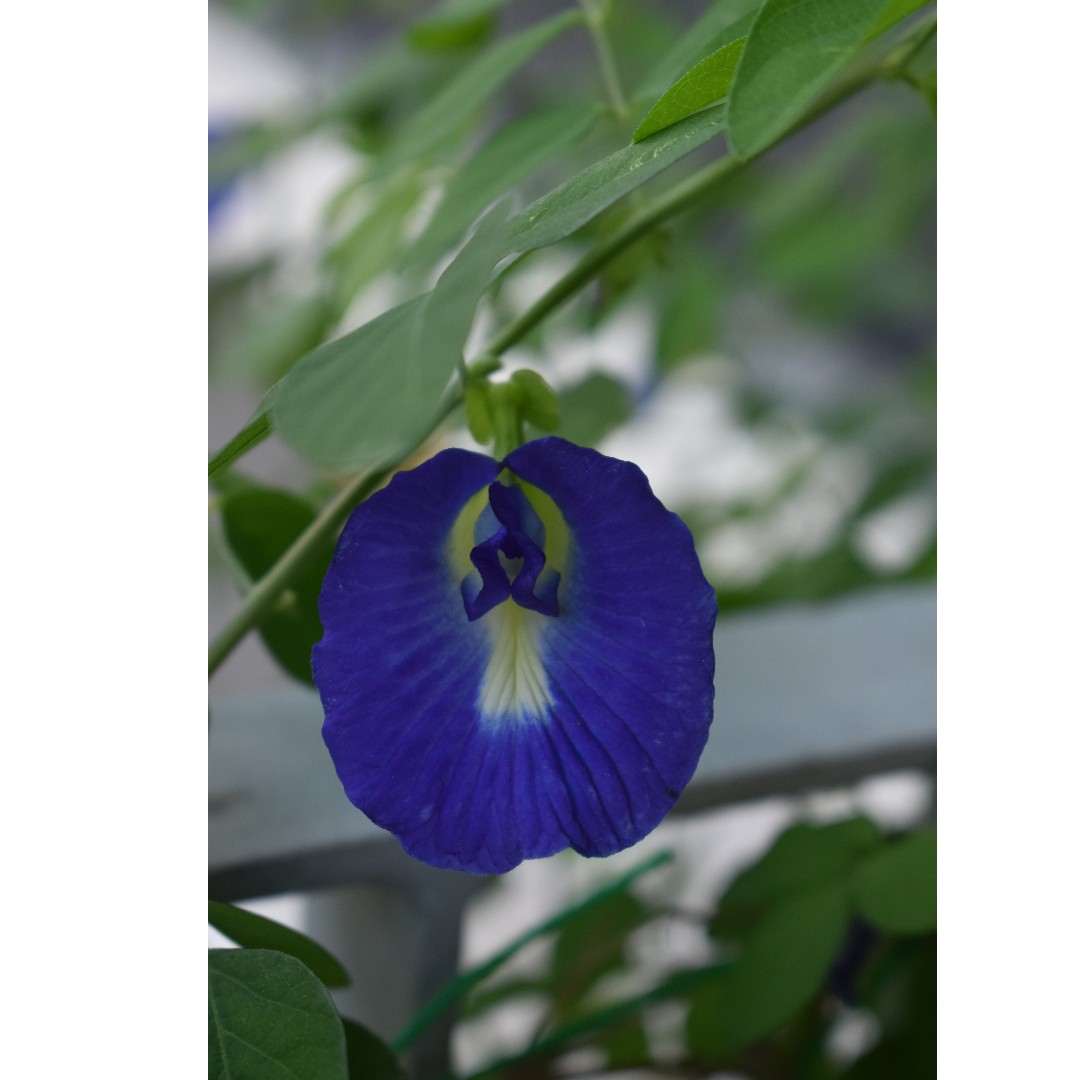 Blue Pea Plant with Lemon in a plastic planter, Furniture & Home Living ...