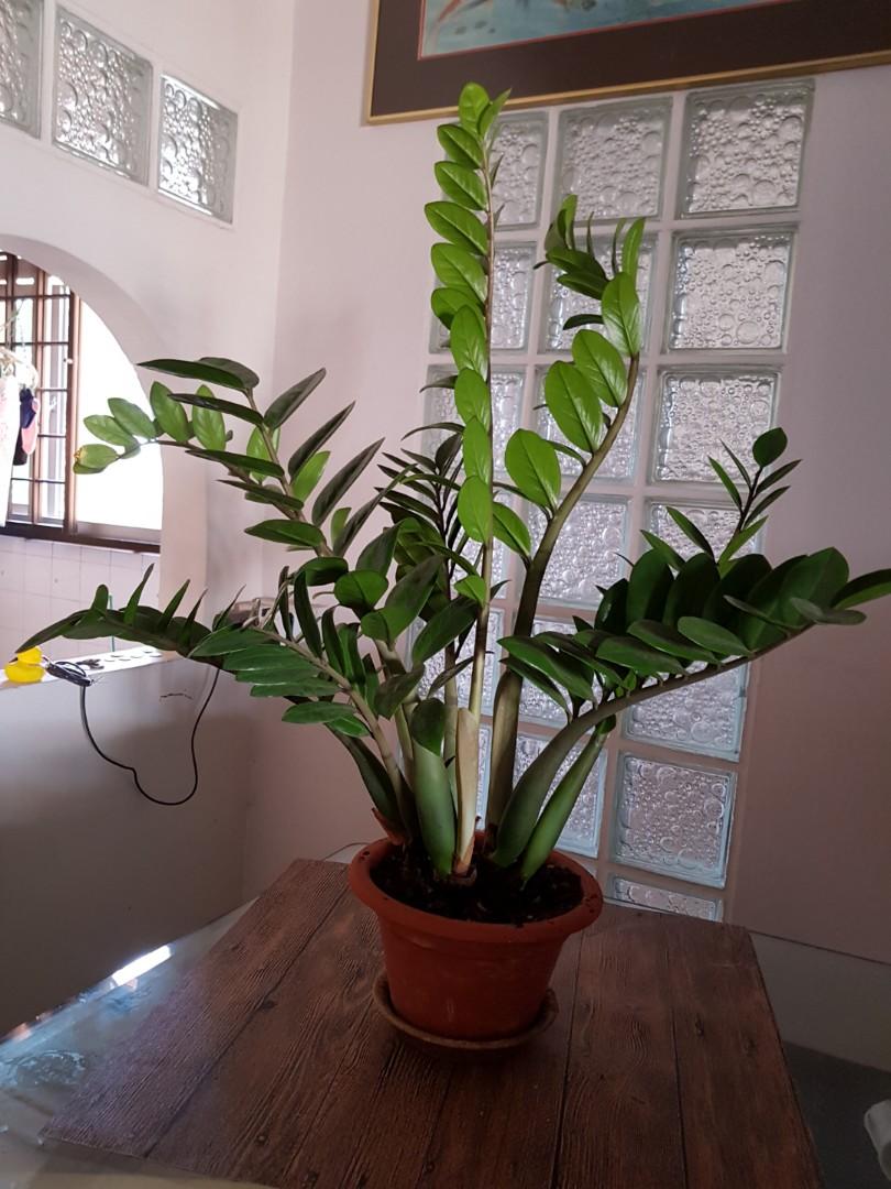 ZZ Plant Varieties: 15 Common, Rare And Variegated Types, 40% OFF