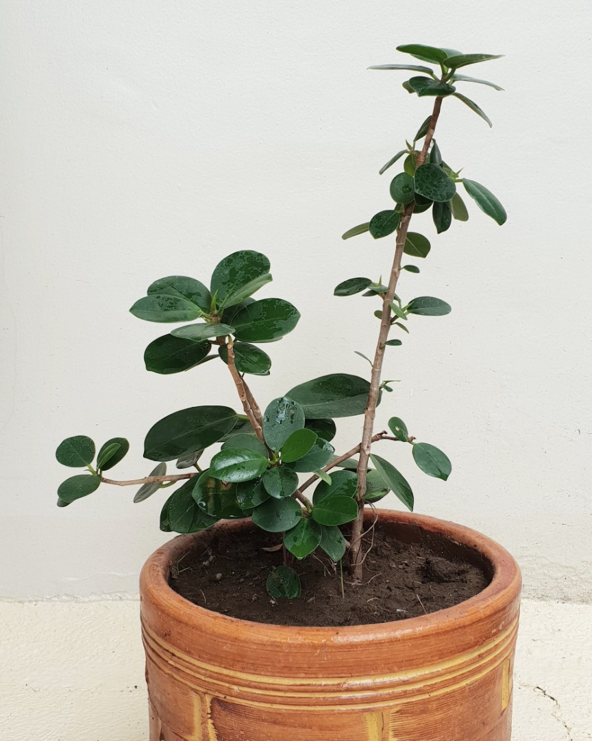 Ficus panda or Money tree, Furniture & Home Living, Gardening, Plants ...