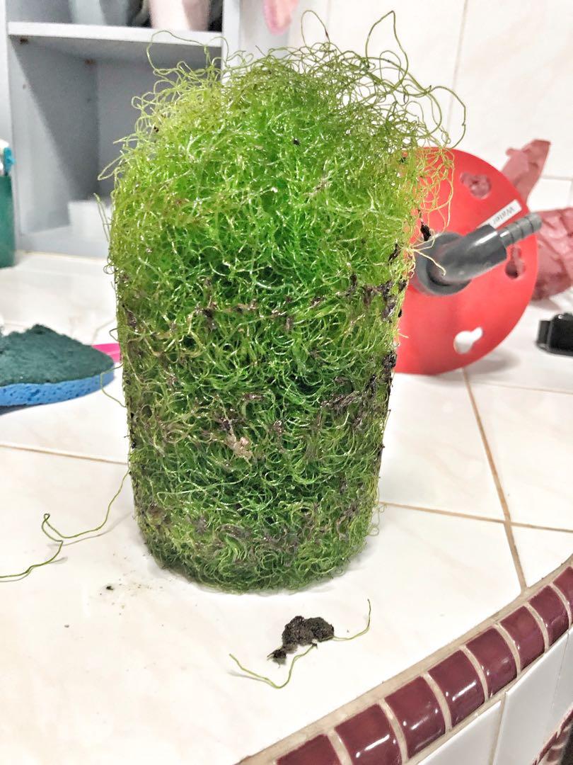 Chaeto Reactor DIY (Reef Octopus MF-110, Pet Supplies, Homes & Other ...