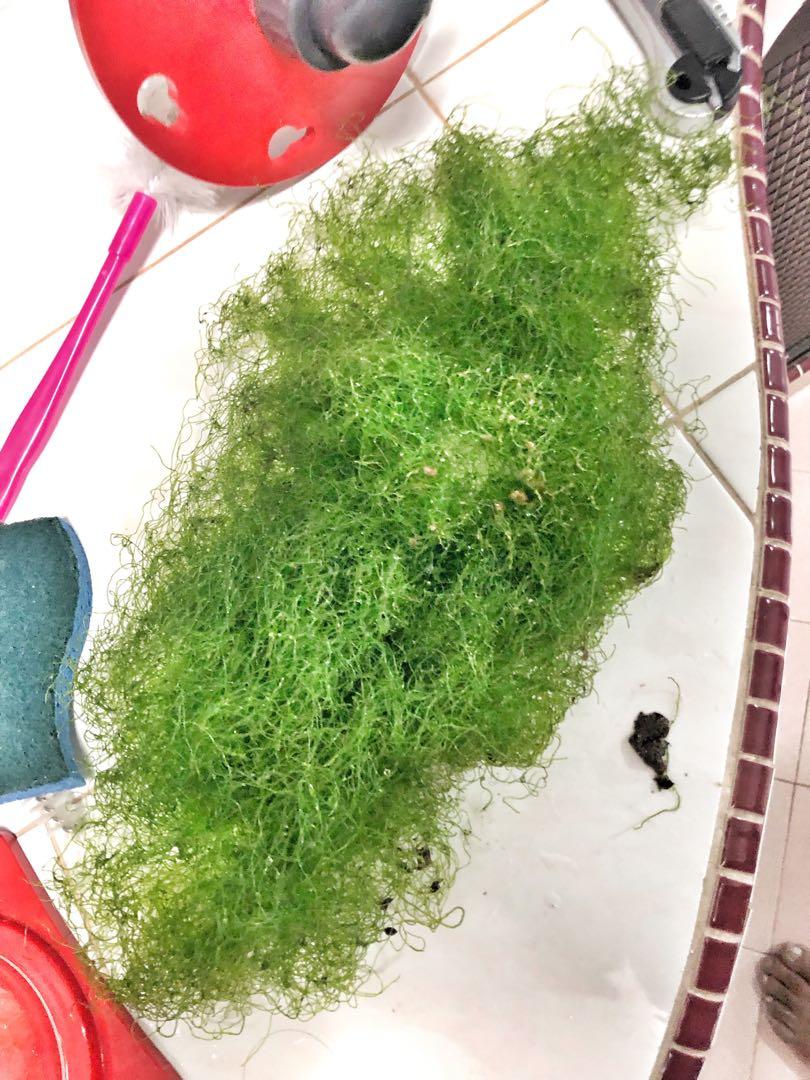 Chaeto Reactor DIY (Reef Octopus MF-110, Pet Supplies, Homes & Other ...