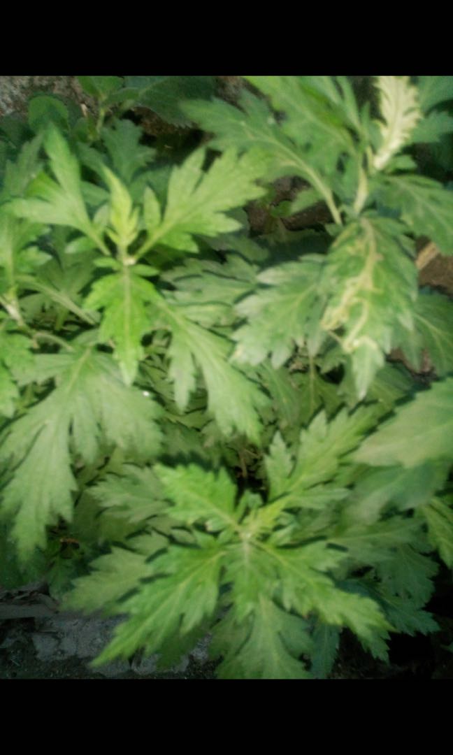 Fresh Mugwort Artemisia Vulgaris Dahong Maria, Everything Else, Others ...