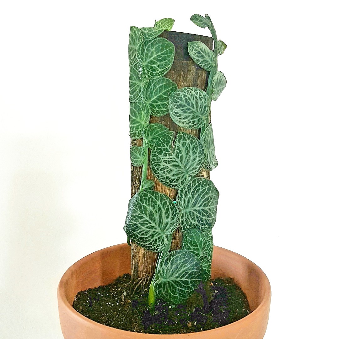 Rhaphidophora Crytantha, Furniture & Home Living, Gardening, Plants ...