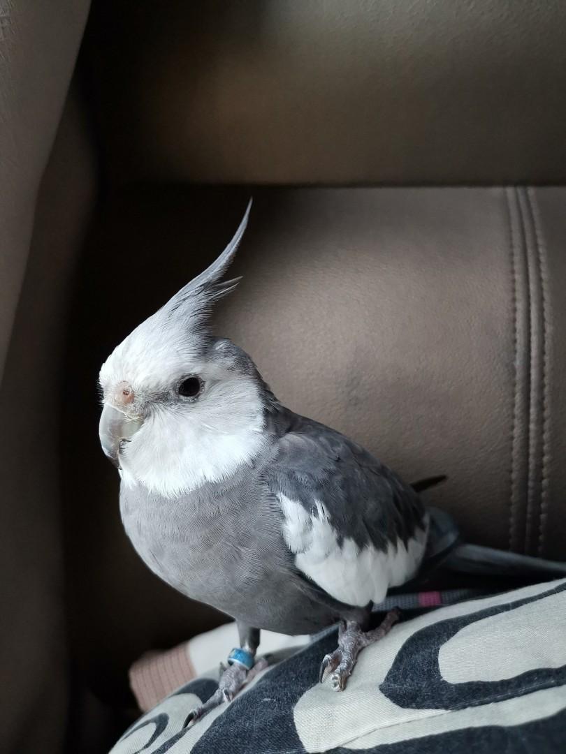 Missing Bird - White Faced Cockatiel (FOUND), Lifestyle Services, Pet ...