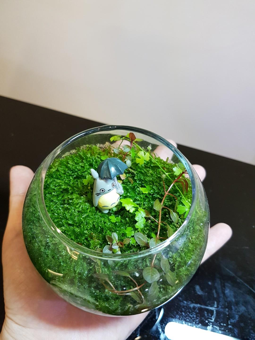 Moss terrarium, moss garden , mini indoor garden, Gardening, Plants on ...