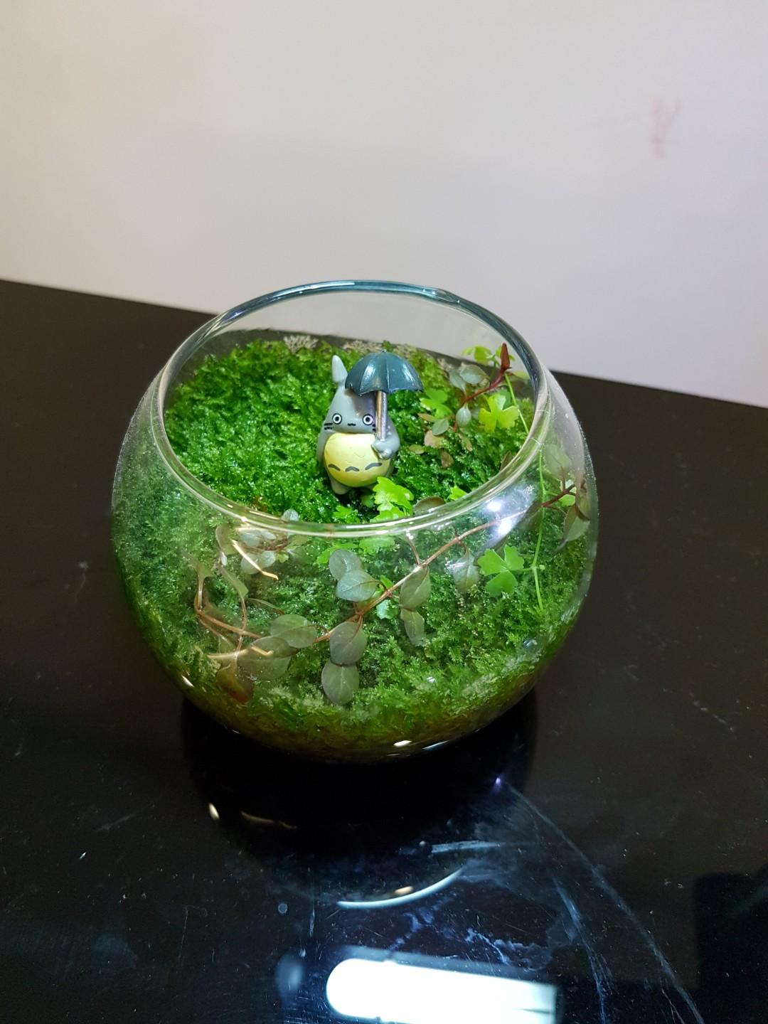 Moss terrarium, moss garden , mini indoor garden, Gardening, Plants on ...