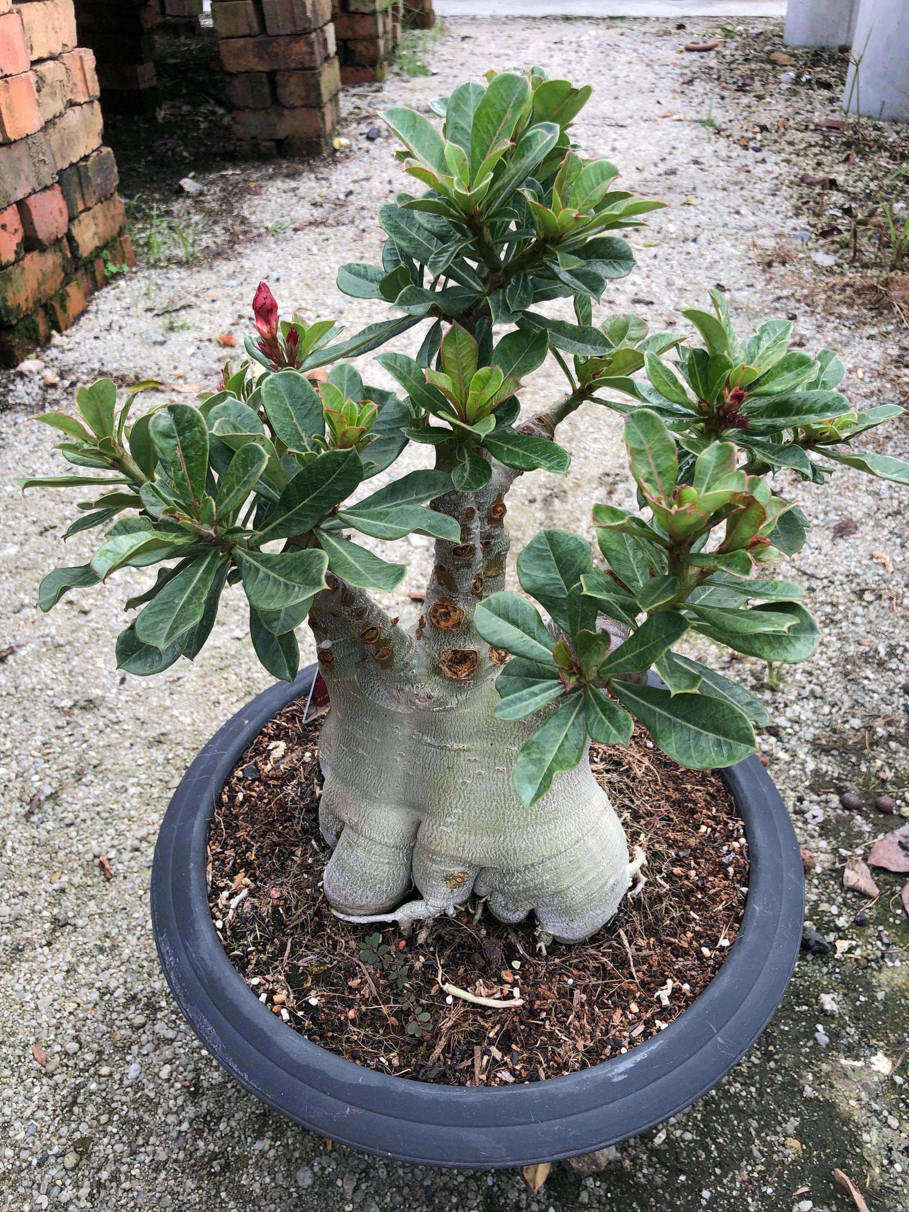 Thick Bright Red Adenium, Furniture & Home Living, Gardening, Plants ...