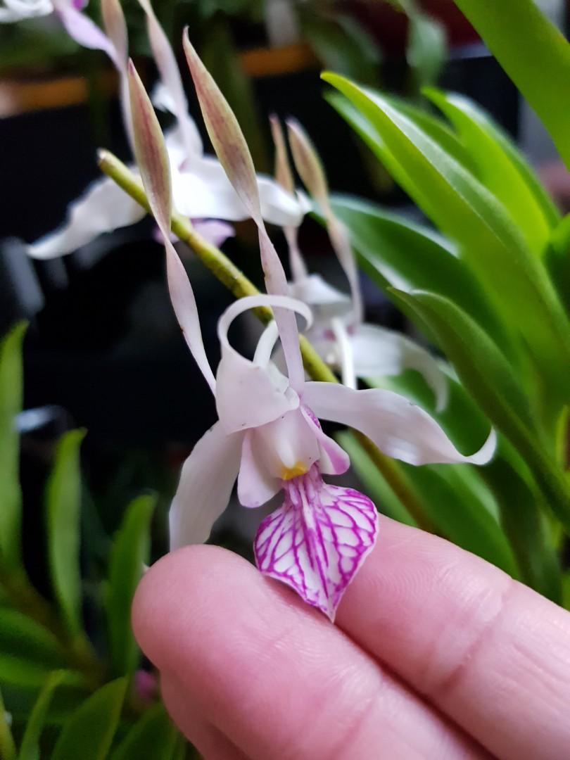 Dendrobium samurai x dendrobium leporinum. An unique orchid., Furniture ...