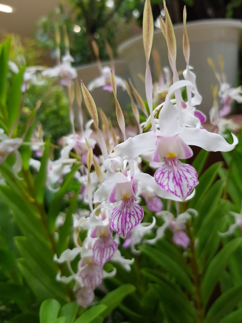 Dendrobium samurai x dendrobium leporinum. An unique orchid., Furniture ...