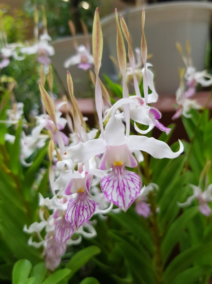 Dendrobium samurai x dendrobium leporinum. An unique orchid., Furniture ...