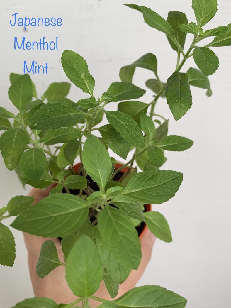Japanese Menthol Mint, Furniture & Home Living, Gardening, Plants ...