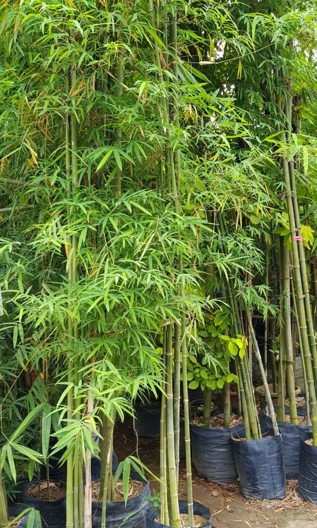 Plant - Stone Bamboo in pot 3-4 Stems ($80/$138/$268), Furniture & Home ...