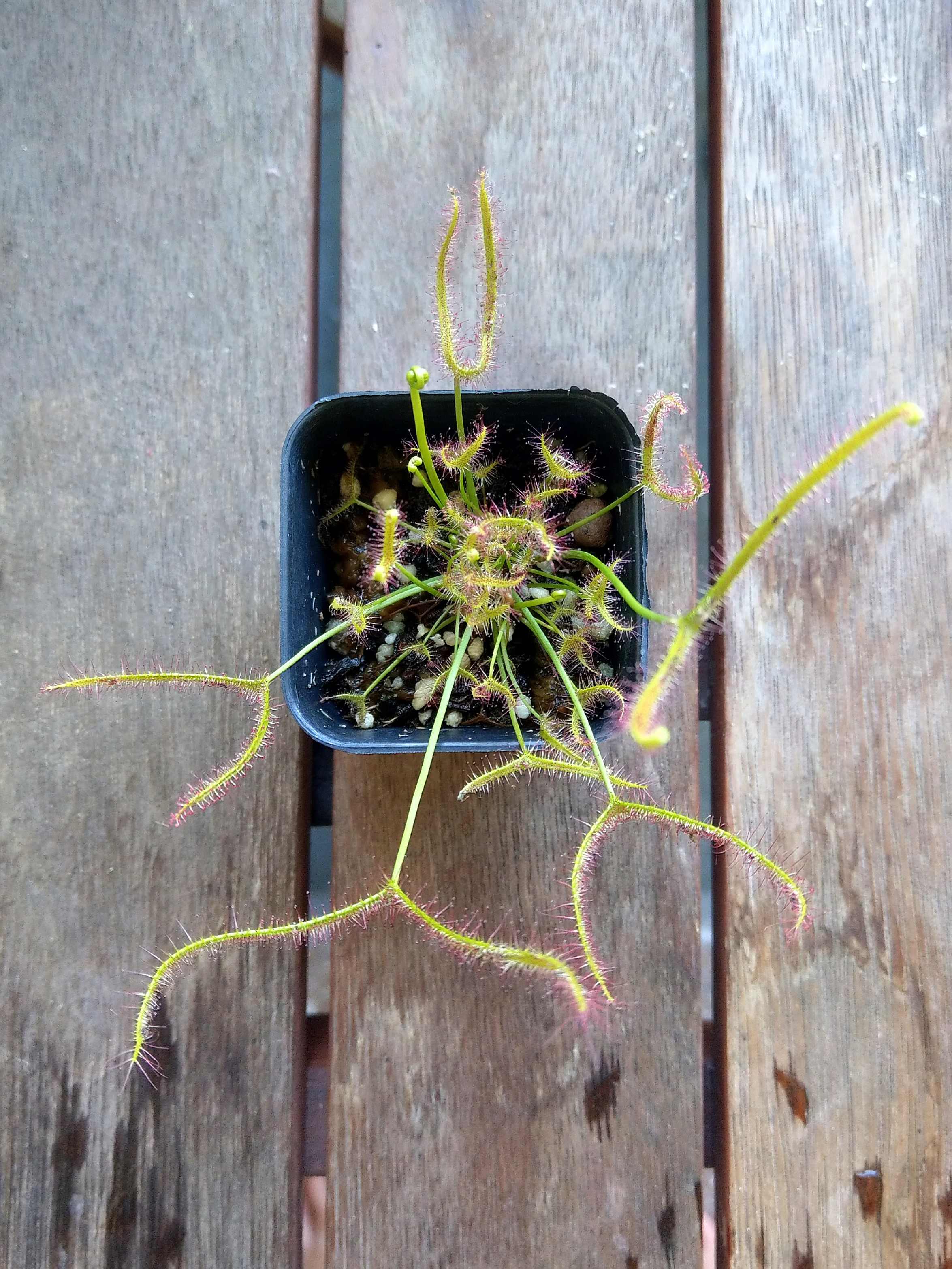 Drosera Binata Sundew, Furniture & Home Living, Gardening, Plants ...