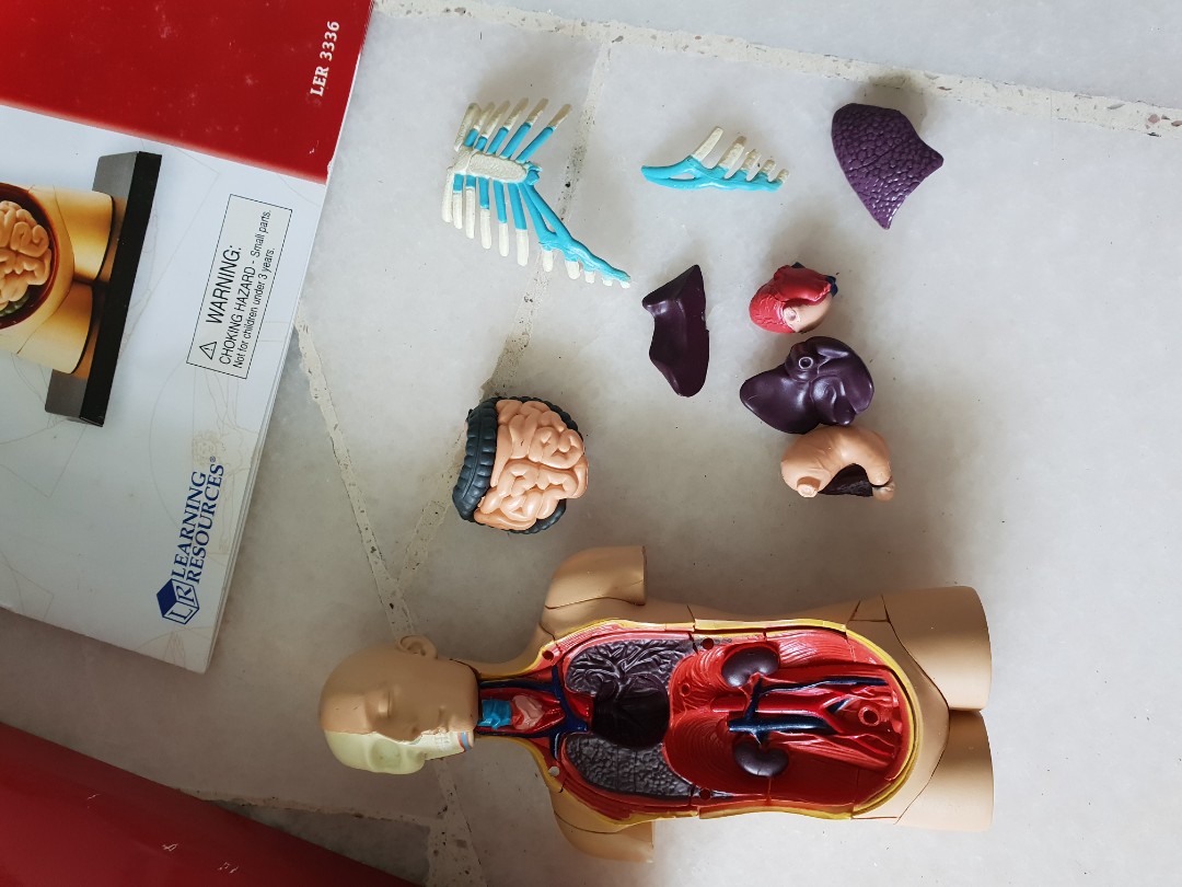 Leapfrog -human body discovery pack + human anatomy model, Hobbies ...