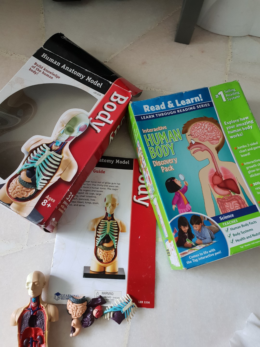 Leapfrog -human body discovery pack + human anatomy model, Hobbies ...