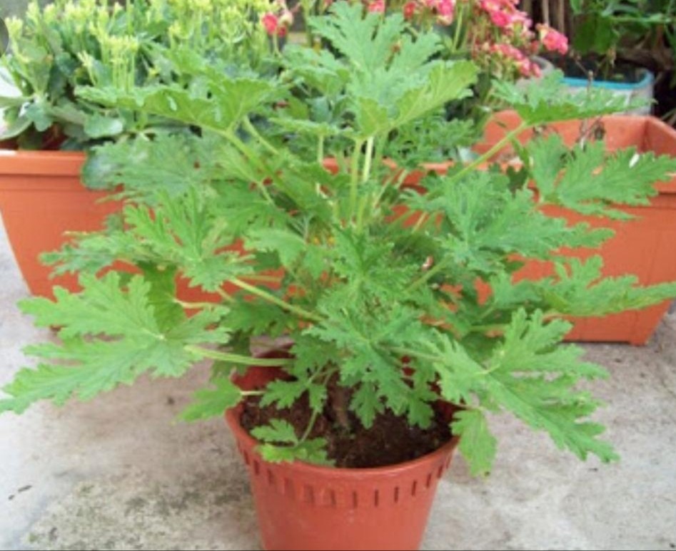Jeremin / Pelargonium Radula, Furniture & Home Living, Gardening ...