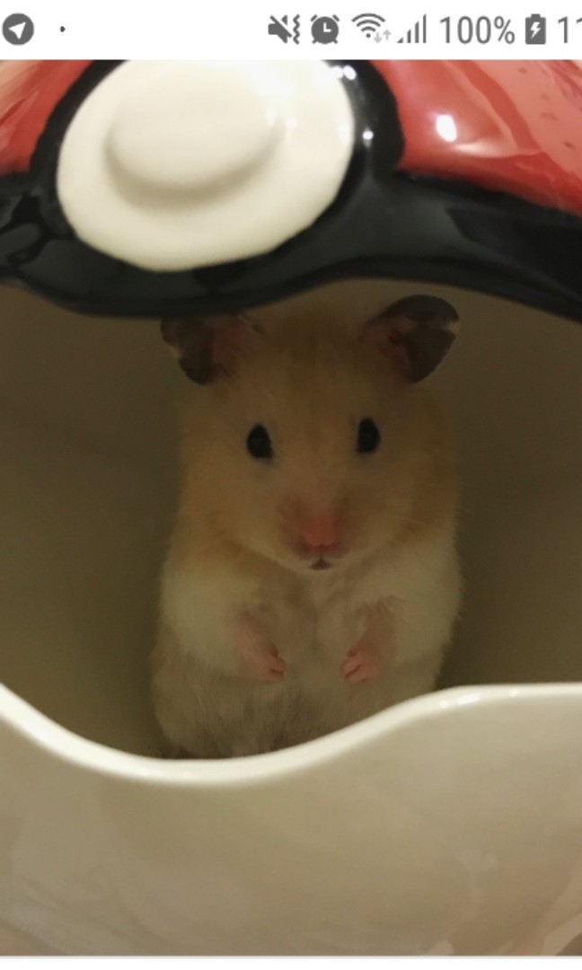 Pokeball for hamster, Pet Supplies, Homes & Other Pet Accessories on ...