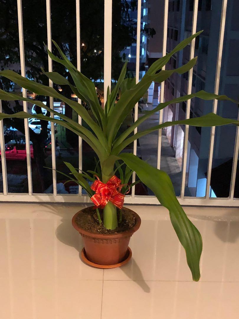 Crinum Superbum (Dwarf) 发财蒜, Furniture & Home Living, Gardening, Plants ...
