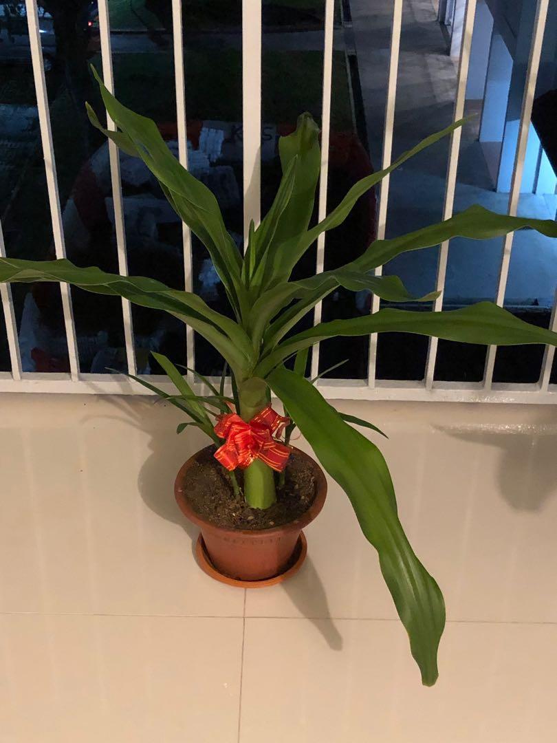 Crinum Superbum (Dwarf) 发财蒜, Furniture & Home Living, Gardening, Plants ...