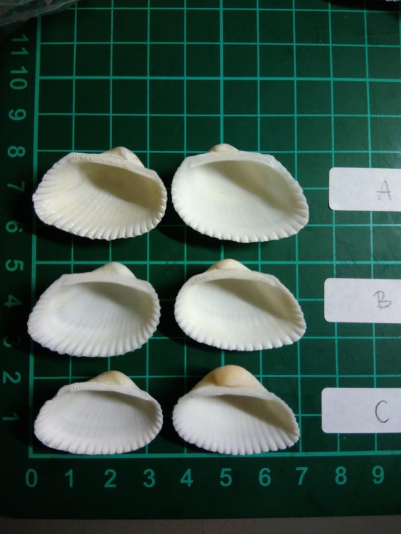 Daiso japan kerang laut seashells craft dekorasi mixed shells, Desain ...