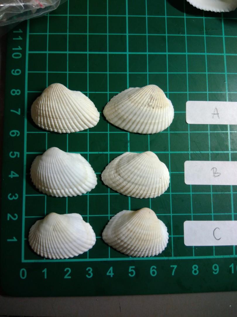 Daiso japan kerang laut seashells craft dekorasi mixed shells, Desain ...