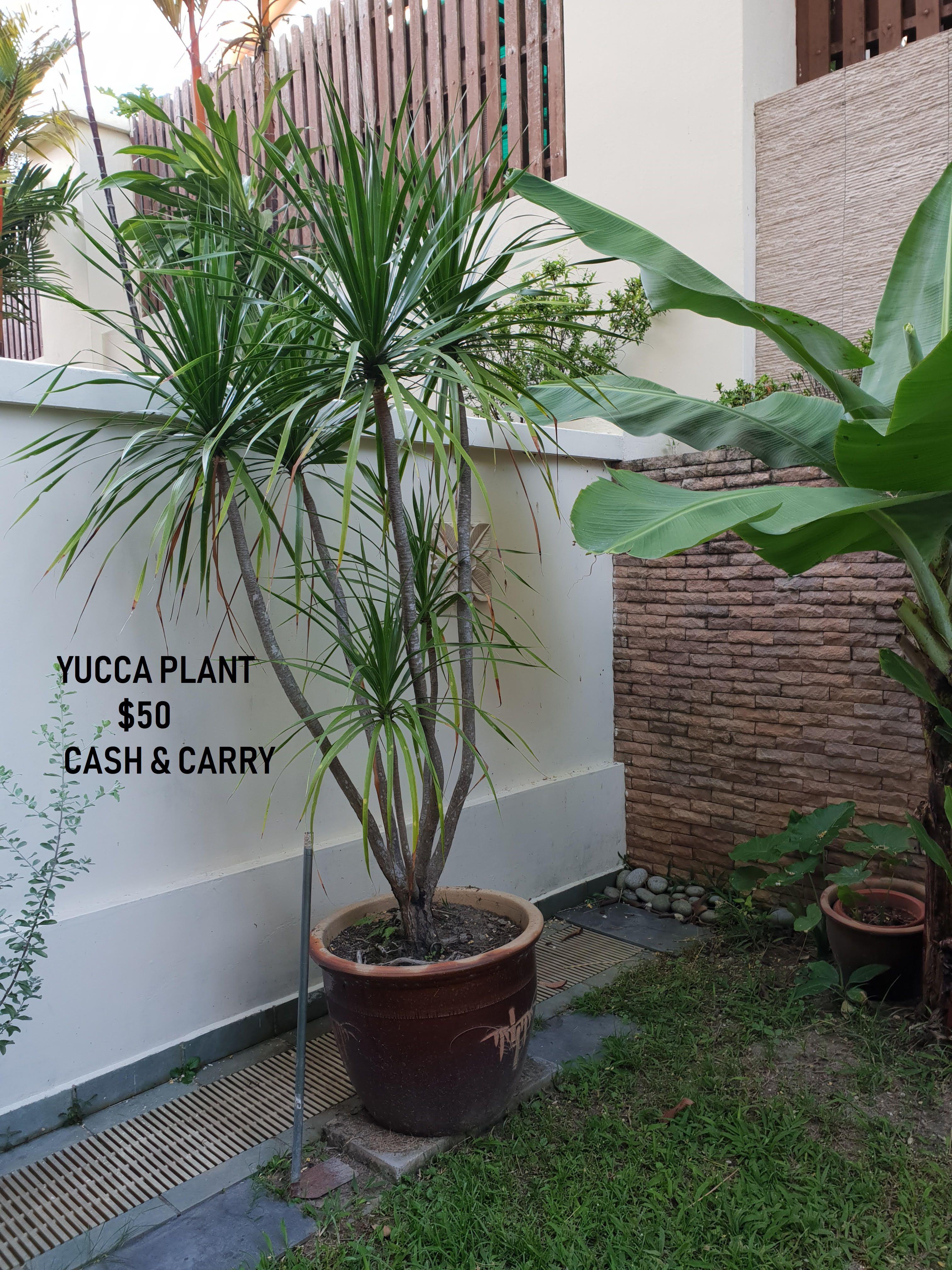 Potted Yucca Plant, Furniture & Home Living, Gardening, Plants & Seeds ...