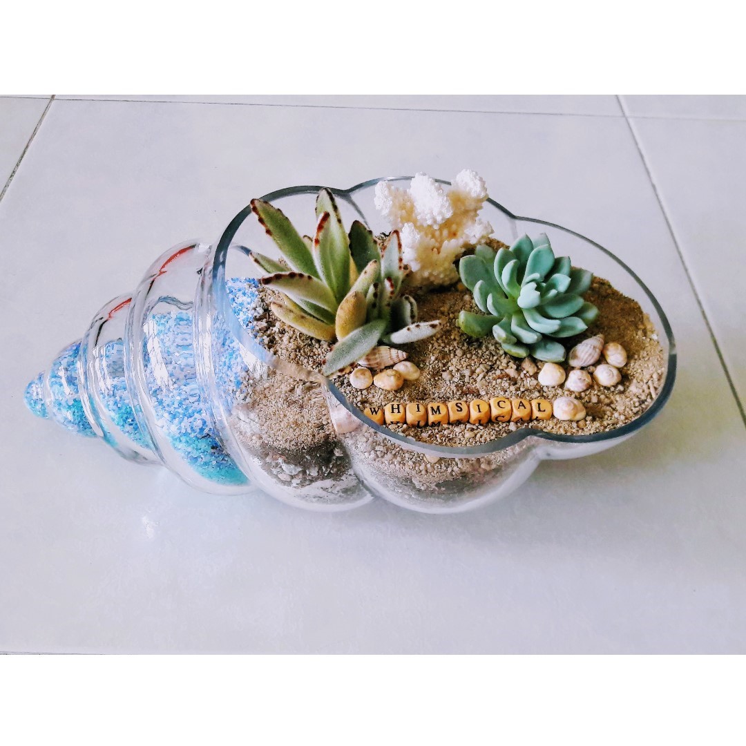 Sea themed terrarium in sea shell shaped glass container, Gardening ...