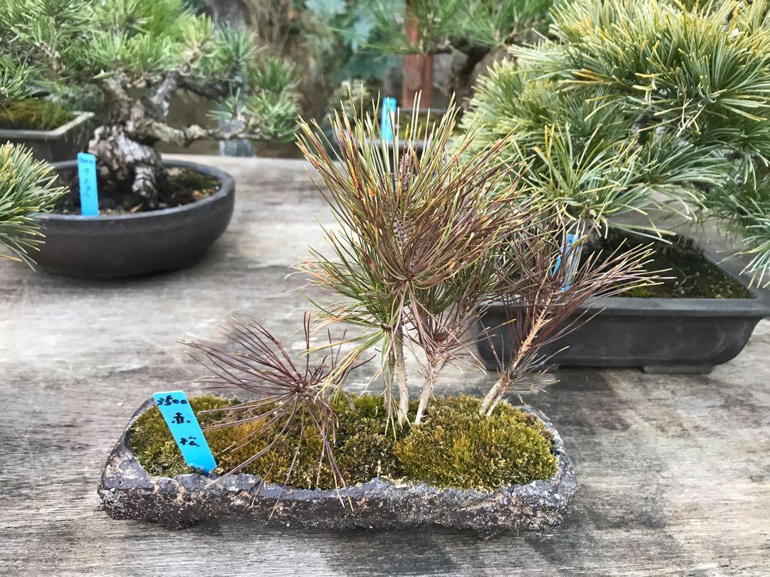 Japanese art crafted pot - from japan (plant not included), Furniture ...