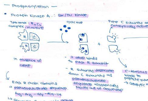 H3 Proteomics Notes, Hobbies & Toys, Books & Magazines, Assessment ...